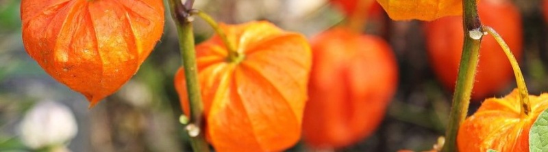 Physalis überwintern: Tipps für eine erfolgreiche Überwinterung | GEO-mall.de